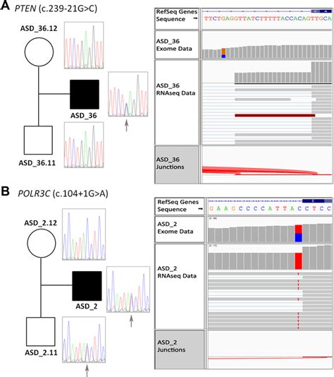 Segregation Analysis By Sanger Sequencing And Integrative Genomics Download Scientific Diagram