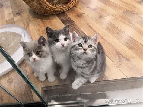 养猫，选 公猫”还是 母猫”好？过来人告诉你，差别很大 知乎