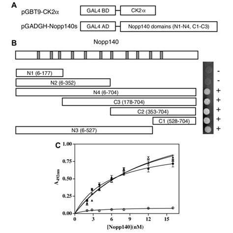 The C Terminal Region Of Nopp140 Contains Ck2a Binding Motifs A