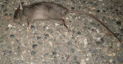 Homeless In Vancouver Rats Theres Vermin Trouble Downtown Georgia