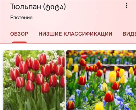 What Is The Meaning Of თითა ია თათი Question About Georgian Hinative