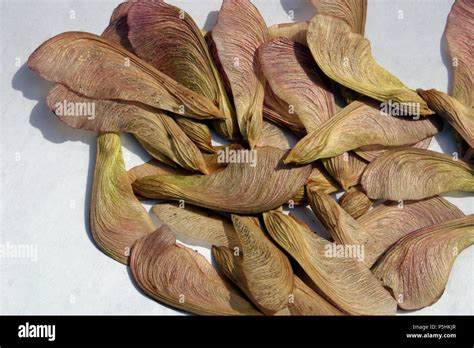 What Do Maple Tree Seeds Look Like At Marjorie Hiller Blog