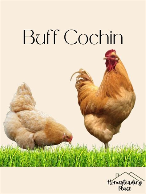Top 25 Yellow Chicken Breeds For Eggs Meat And Decoration