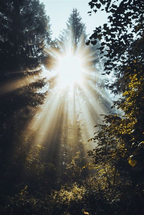 صور شجر غابات منوعة للكتابة عليها