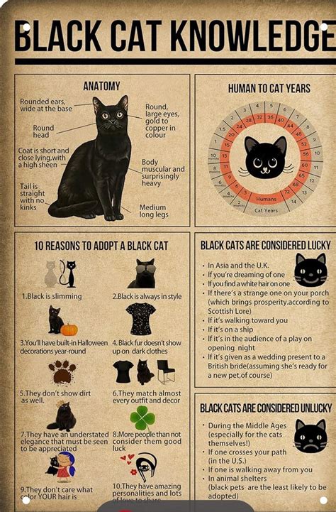 Unique Black Cat Poster Black Cat Personality Black Cat Aesthetic