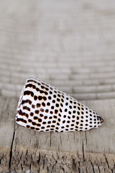 232 Best Seashells Images On Pinterest Sea Shells Shells And Conch Shells