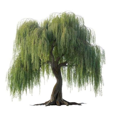 Picture Tree Weeping Willow Nature