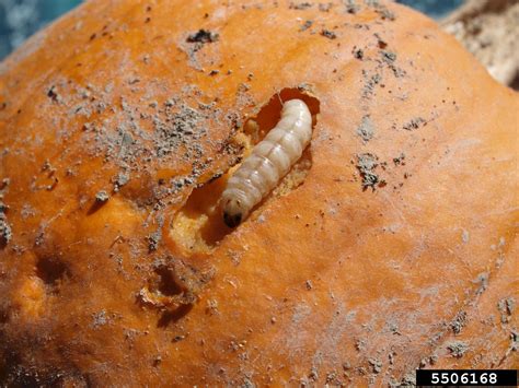 Squash Vine Borer