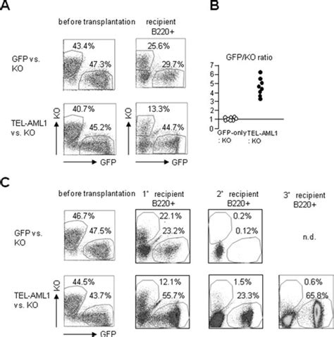tel etv6 ‐aml1 runx1 initiates self‐renewing fetal pro‐b cells in