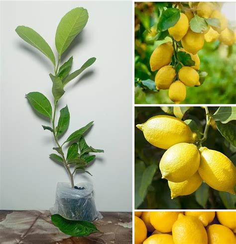 Online Plant Bazar Hybrid Gandharaj Lemonkaffir Lime Live Plantair