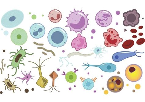 Types Of Cells Educational Resources K12 Learning Life Science