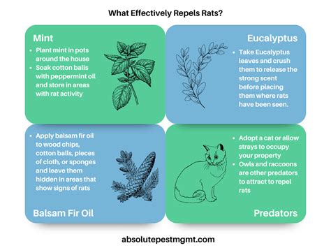 Which Rat Deterrents Are Proven Effective Against Rats Absolute Pest