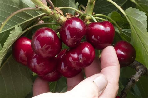 The Sweet cherries: a success story