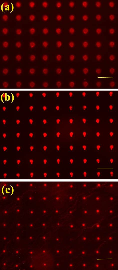 6 Arrays Of Biotin Thiol Biotin Amine And Biotin Azide On