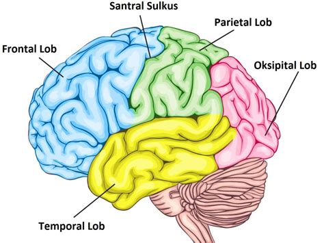 Temporal Lob Nedir Görevleri Doktor Fizik