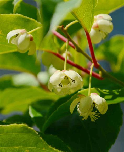 Actinidia Deliciosa Jenny Hayloft