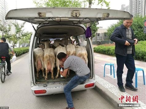 奶农将奶羊带进城 鲜奶现挤现卖手机凤凰网