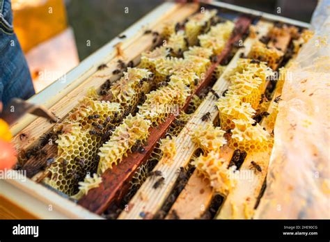 Open Hive With Bees Drew Nice Straight Comb On This Foundation Less Frame Light Comb Was Used