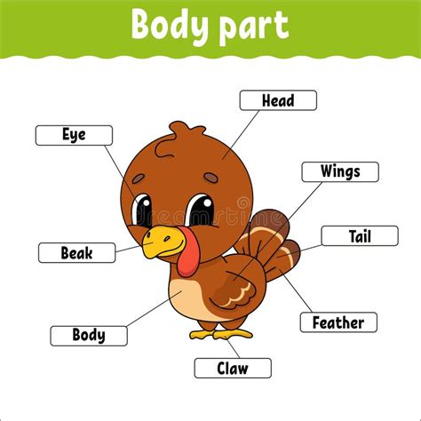 Body Part Learning Words Education Developing Worksheet Activity