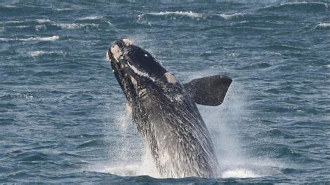 Petition Stop Offshore Wind Farm Defrock