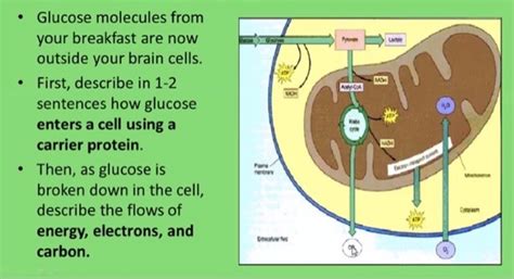 Solved How Does Glucose Enter A Cell Using Carrier