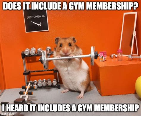 Gym Rats Meme