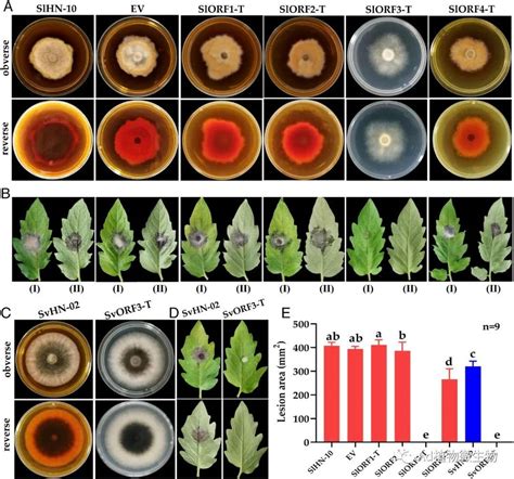 Pnas 周倩 邓兴旺 郭立团队揭示真菌病毒将植物病原真菌转化为生物防治剂的机制！ 知乎