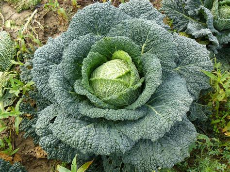 Savoy Cabbage Facts Health Benefits And Nutritional Value