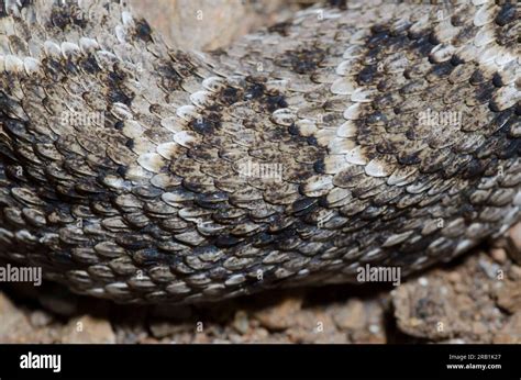 Western Diamondback Rattlesnake Crotalus Atrox Scale Pattern Stock Photo Alamy