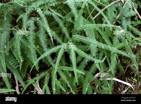 Fern Dicranopteris Pectinata Gleicheniaceae Arenal Volcano National