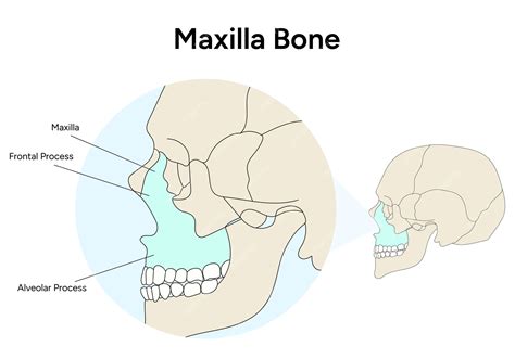 Premium Vector Anatomy Of Skull Maxilla Bone Infographic In Vector