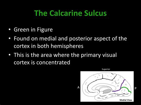Ppt Exploring Neuroanatomy Interactive Digital Resources For