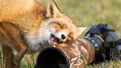 Dieren Spelen Zelf Voor Fotograaf Fotoserie Vroege Vogels Bnnvara