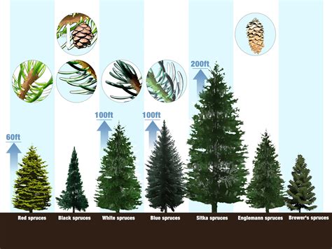 Types Of Pine Trees Organizernored