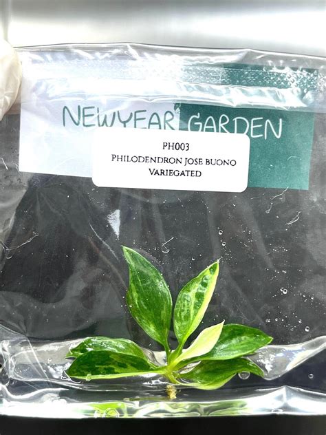 Philodendron Jose Buono Variegated 1 Plantlet Bag Tissue Culture Etsy