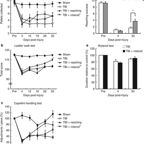 Tbi Mouse Model A Unilateral Sensorimotor Cortex Contusion By Tbi