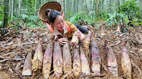 Harvesting Bamboo Shoots To Sell At The Market Gardening Cooking