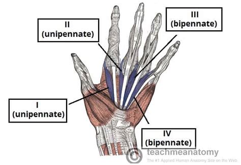 Lumbricals And Interossei Of Hand