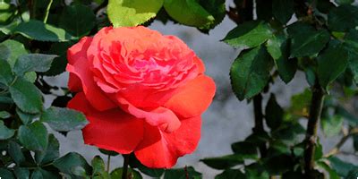 農場について IZU ROSE伊豆河津産の食用薔薇ジャム