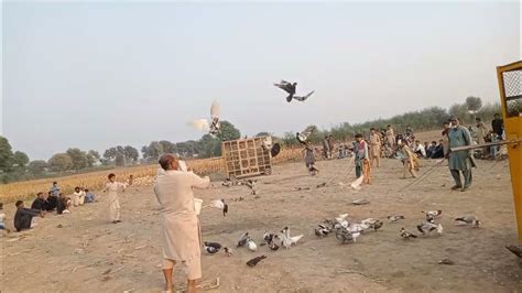 کہروڑ پکا کے کبوتر 🕊️🕊️میچکبوتر بازی ایک جنون 😊😊مزیدار میچ کمال