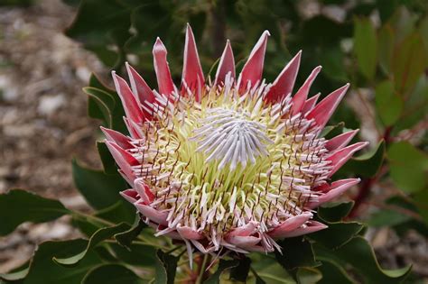 Protea Flower Meaning History Symbolism Varieties And Care
