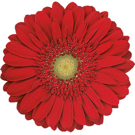 What Makes A Pomponi So Unique Florein Gerberas