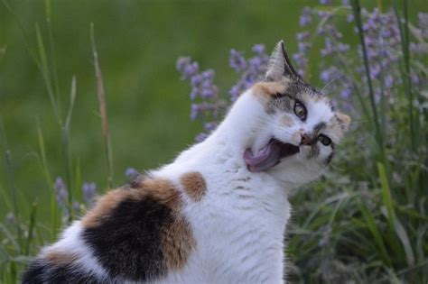 Como evitar bolas de pelo em gatos soluções eficazes