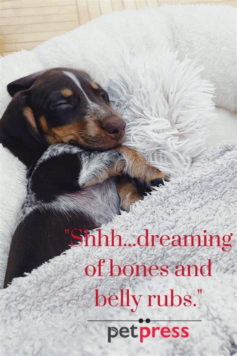 Woof Worthy Moments 200 Best Dog Instagram Captions