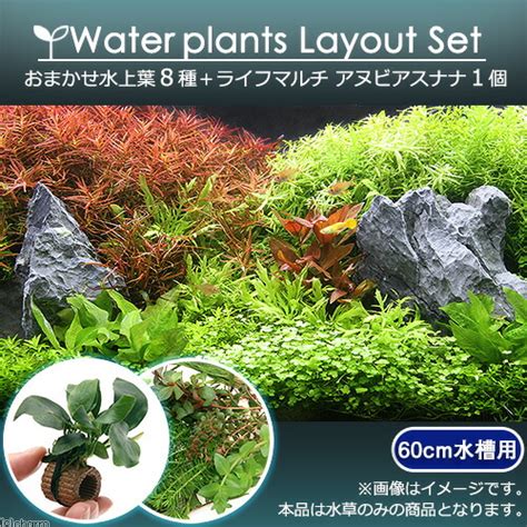 【楽天市場】（水草）おまかせ水上葉 レイアウトセット 60cm水槽用 8種 ＋ライフマルチ アヌビアスナナ（1個） 北海道航空便要保温