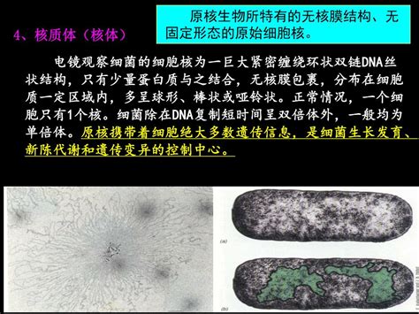 Ppt 第二章 微生物的形态与构造 Powerpoint Presentation Free Download Id4567314