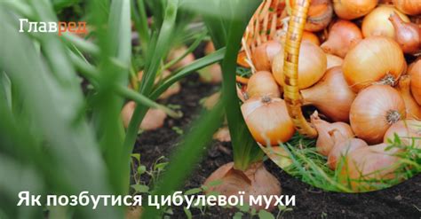 Що не любить цибулева муха і як ефективно з нею боротися на городі Главред