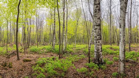 Frondosos Bosques De Abedul En Primavera Con Brillantes Hojas Verdes Y