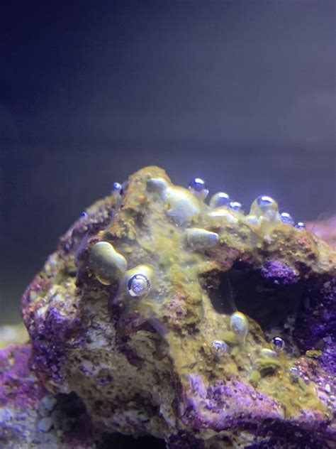 Bubble Algae Reef2reef