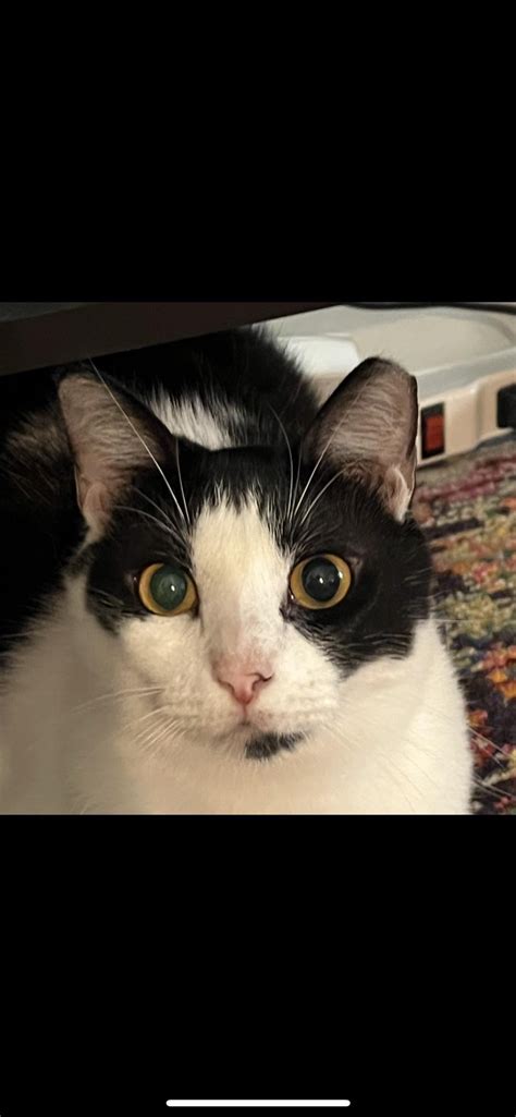 Why Does My Cat Have These Spots On His Nose They Are Spreading R